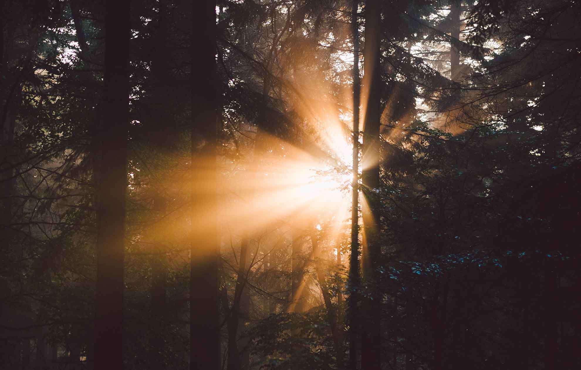 CURATING THE CURATOR: A GLIMPSE OF THE DIVERSE TALENTS OF VERO ROSE ...